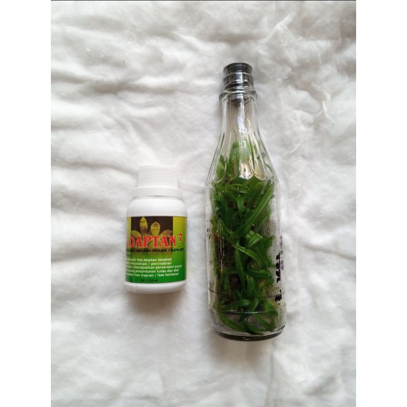Jual Paket 4. Bibit Botol Dendrobium Hybrid & Adaptan 100 ml | Shopee ...