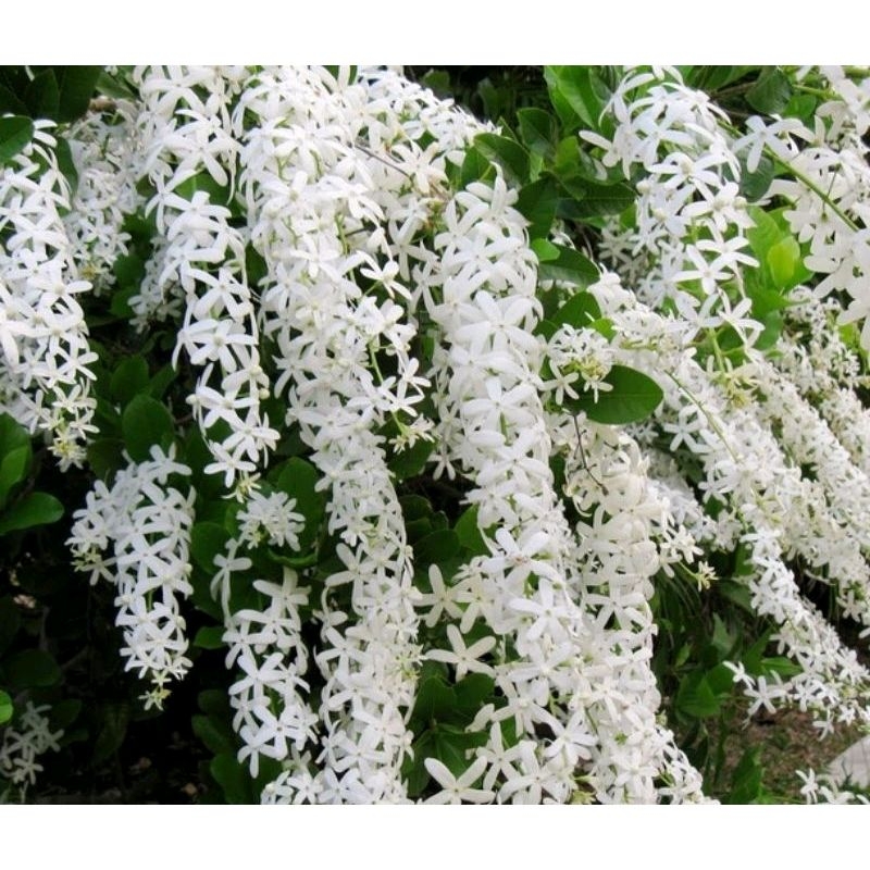 Jual Tanaman Bunga Petrea Putih / Bunga Juntai Petrea Putih / Petrea ...