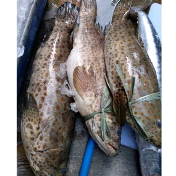 Jual IKAN KERAPU SUPER/IKAN KERAPU BESAR Segar / Ikan Laut Segar 1 kg ...