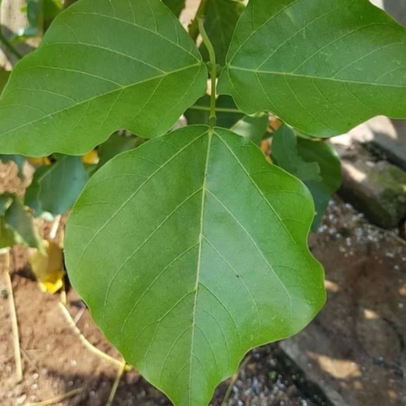 Jual DAUN DADAP/ OBAT DADAP SEGAR ASLI 50 pcs | Shopee Indonesia