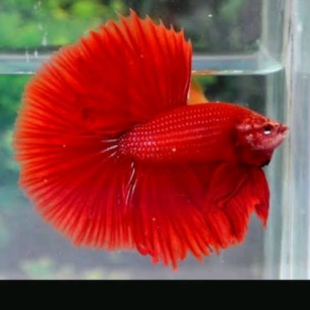 Jual HM Super Red size jumbo hiasan akuarium | Shopee Indonesia