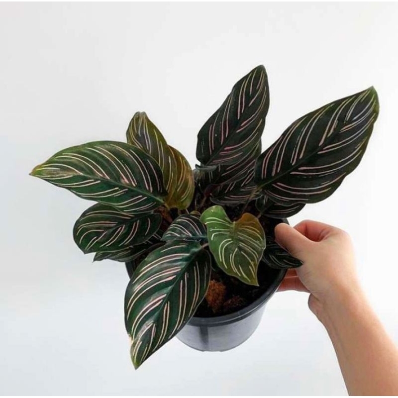 Jual tanaman calathea ornata/pohon calathea pinstrip ornata/tanaman ...