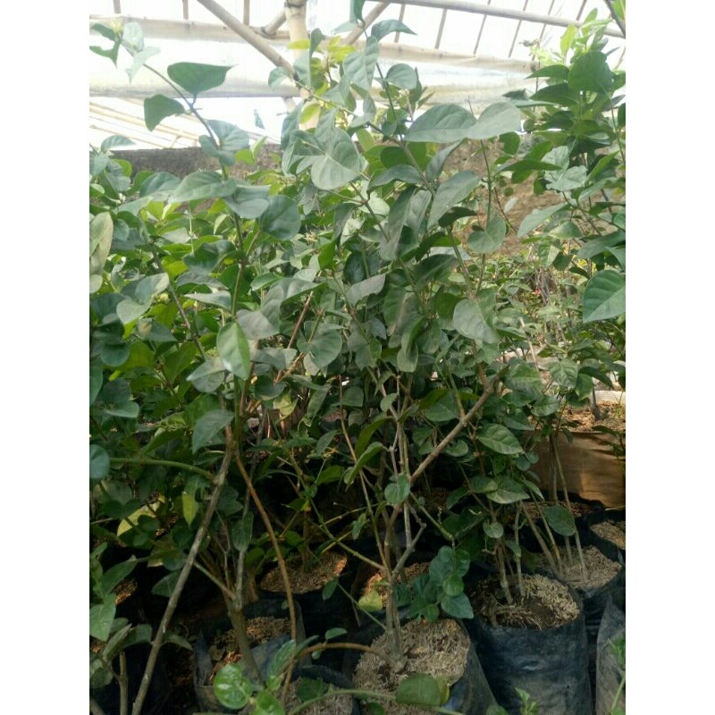 Jual Pohon Melati Kampung besar 70cm | Shopee Indonesia