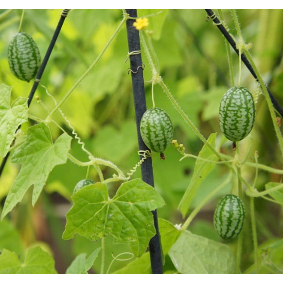 Jual 3 Benih Cucamelon Mentimun Mini Tanam Buah Unggul Paktani | Shopee ...