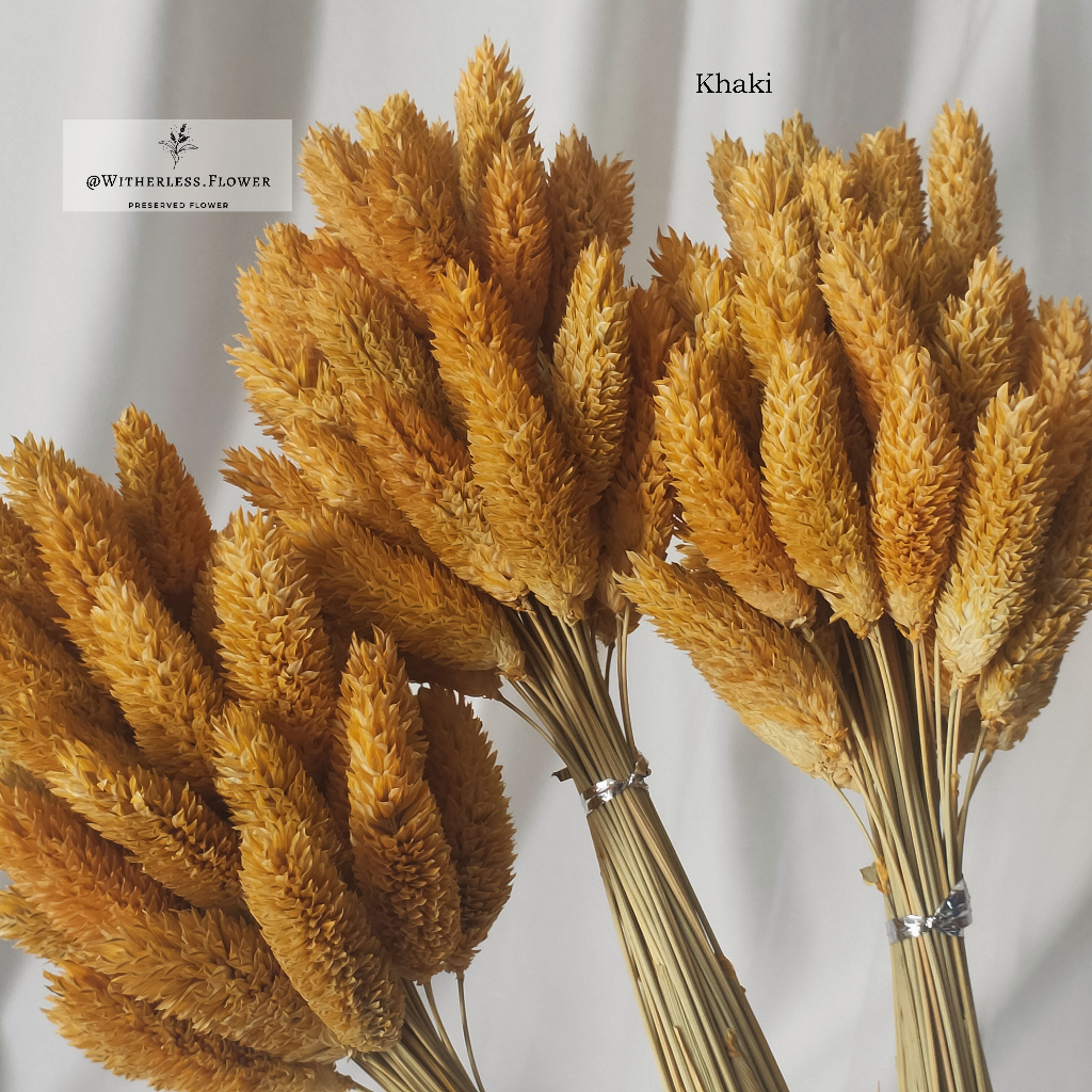 Jual 50 Tangkai Dried Phalaris Flower / Dried Flower / Bunga Kering ...