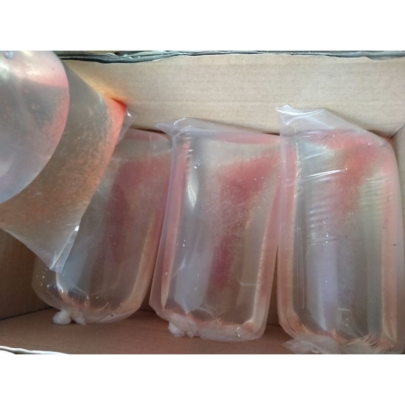 Jual Daphnia Magna Kutu air raksasa besar | Shopee Indonesia