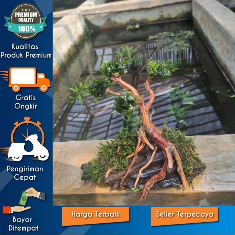 Jual kayu rentek variasi bonsai hiasan aquarium | Shopee Indonesia