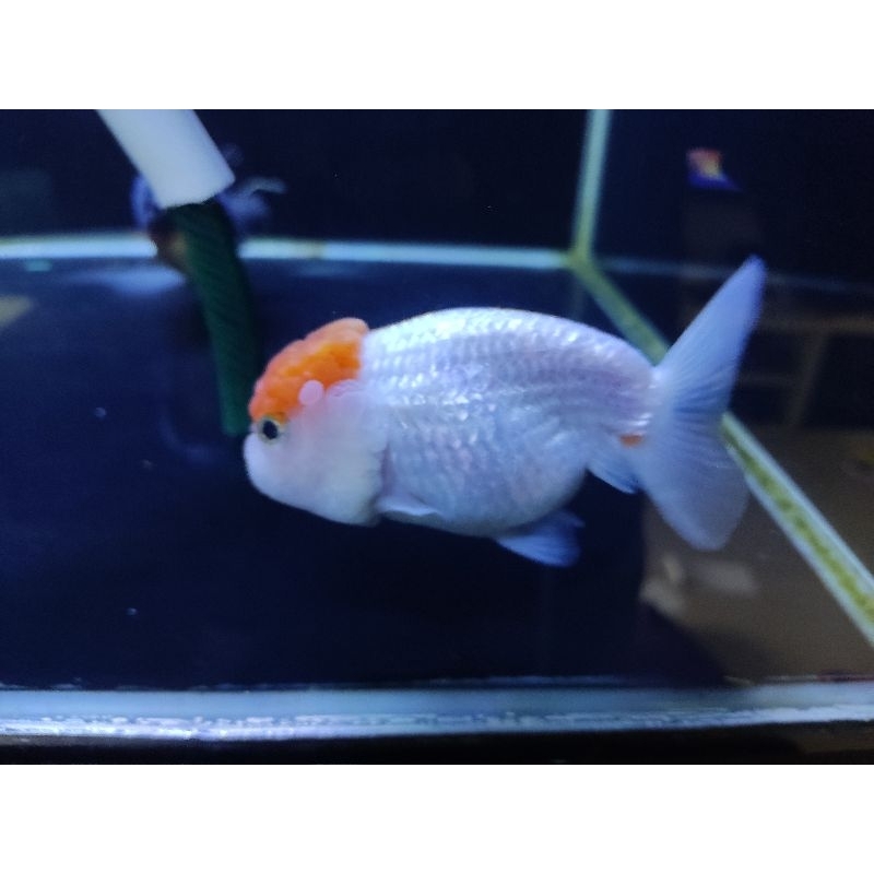 Jual Goldfish Koki Ranchu Impor Thailand | Shopee Indonesia