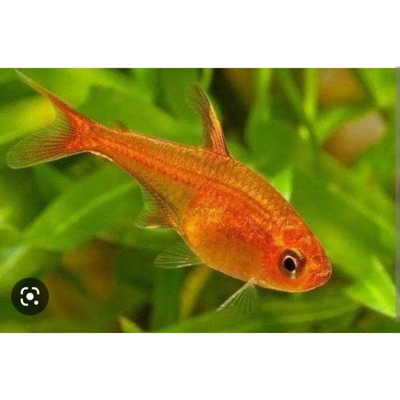 Jual Ikan hias amandae | Shopee Indonesia
