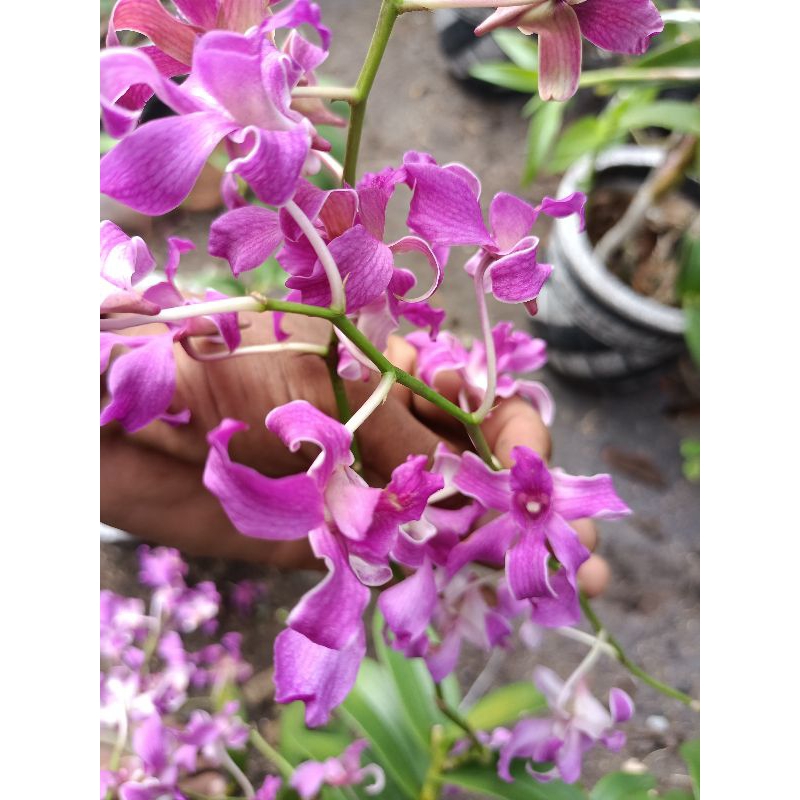 Jual Anggrek tual maluku | Shopee Indonesia