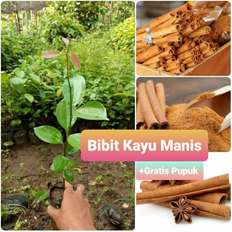 Jual Bibit Kayu Manis SUPER UNGGUL| Tabungan Di Masa Yg Akan Datang ...