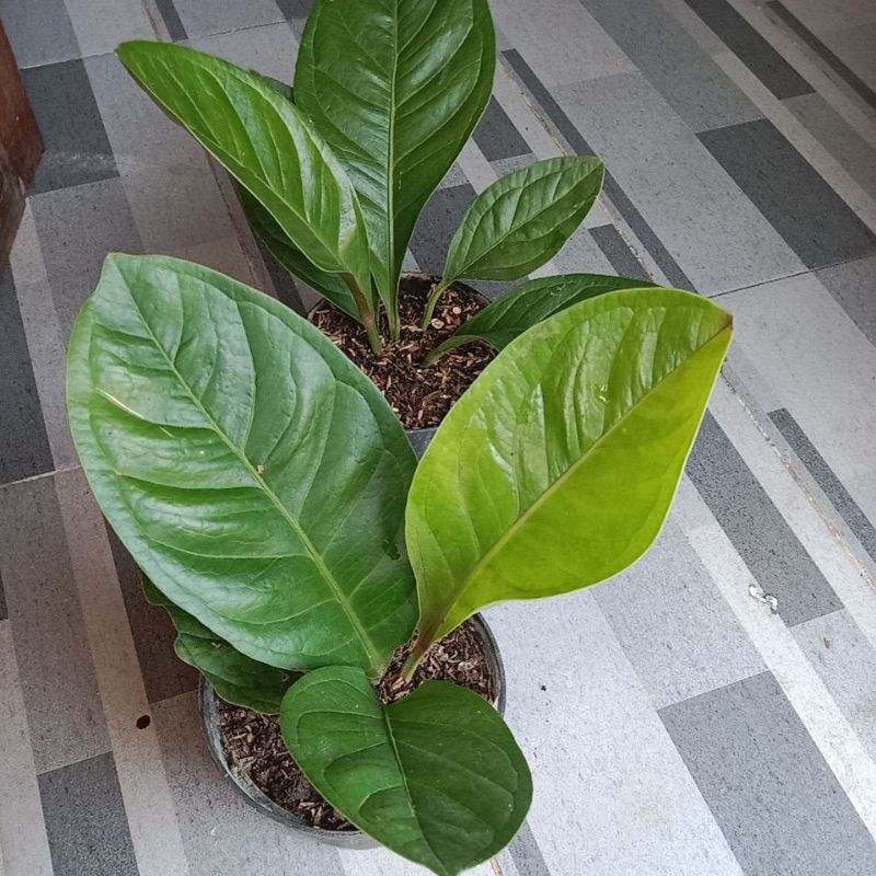 Jual anturium jemani mangkok | Shopee Indonesia