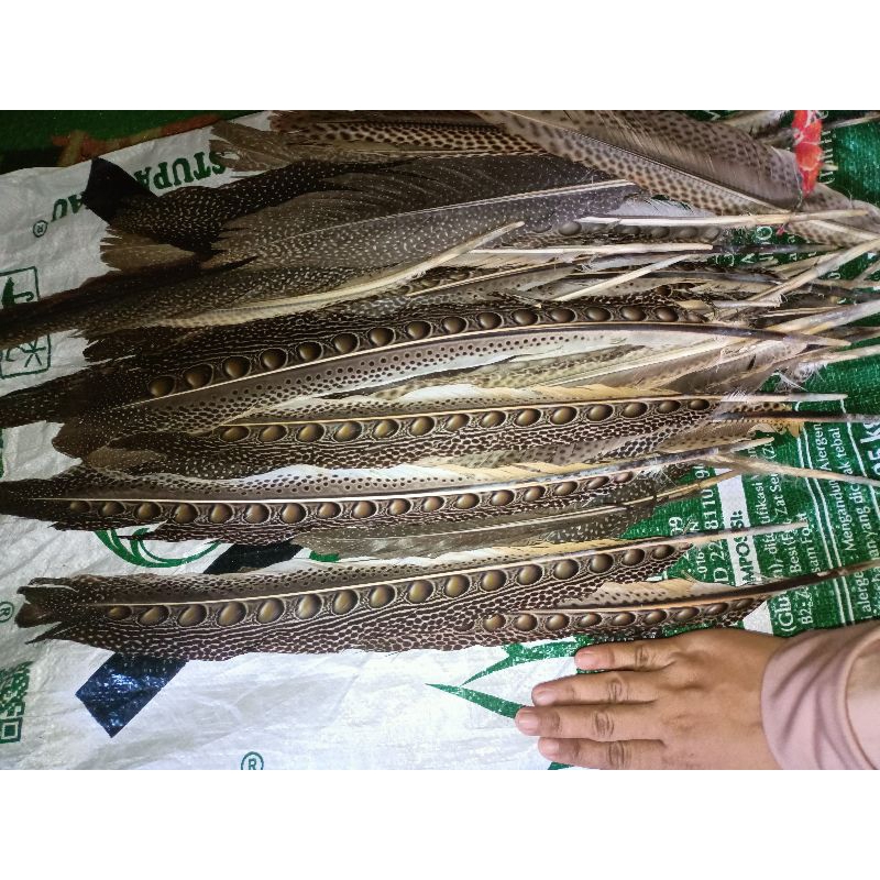 Jual Bulu burung untuk menari dan aksesoris mandau bulu dayak | Shopee ... Jual Bulu burung untuk menari dan aksesoris mandau bulu dayak | Shopee ...