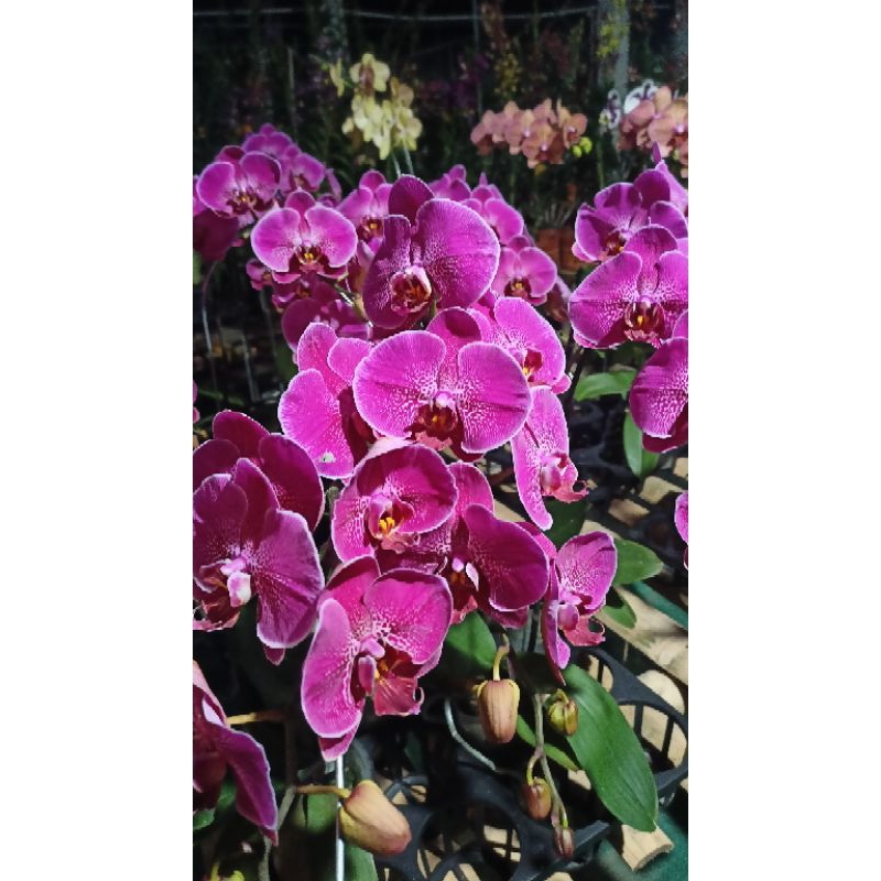 Jual anggrek Ascocentrum miniatum(Vanda mini sepesies) | Shopee Indonesia