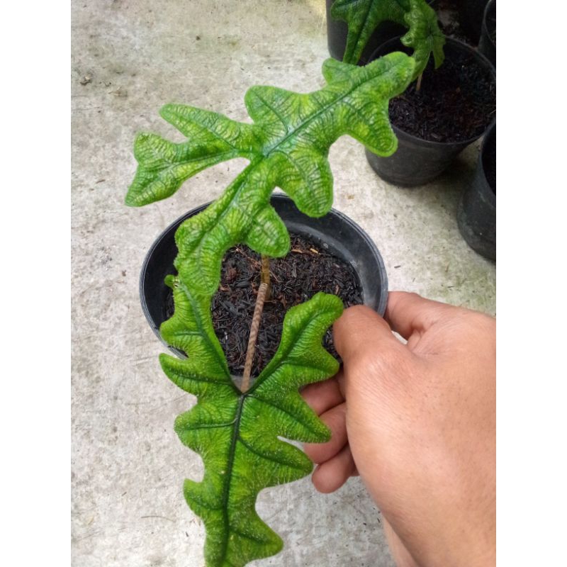 Jual alocasia jeklin | Shopee Indonesia