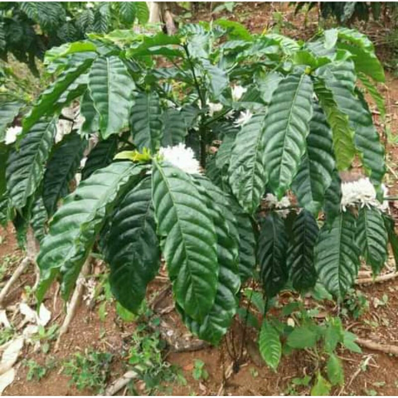 Jual Daun Kopi Rabustta Segar 1 Kg | Shopee Indonesia