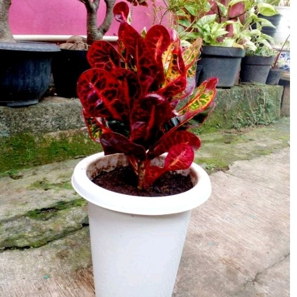Jual Tanaman Hias Puring Kirana Mutasi Merah | Shopee Indonesia