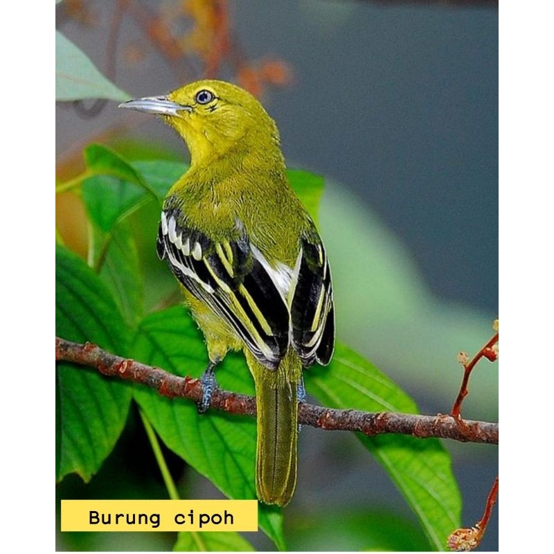 Jual Burung prenjak atas burung cipow cipo muda hutan pilihan | Shopee ...