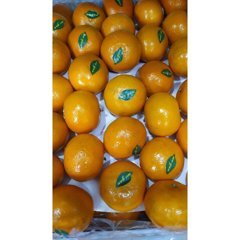 Jual jeruk wogan Mandarin 1kg | Shopee Indonesia