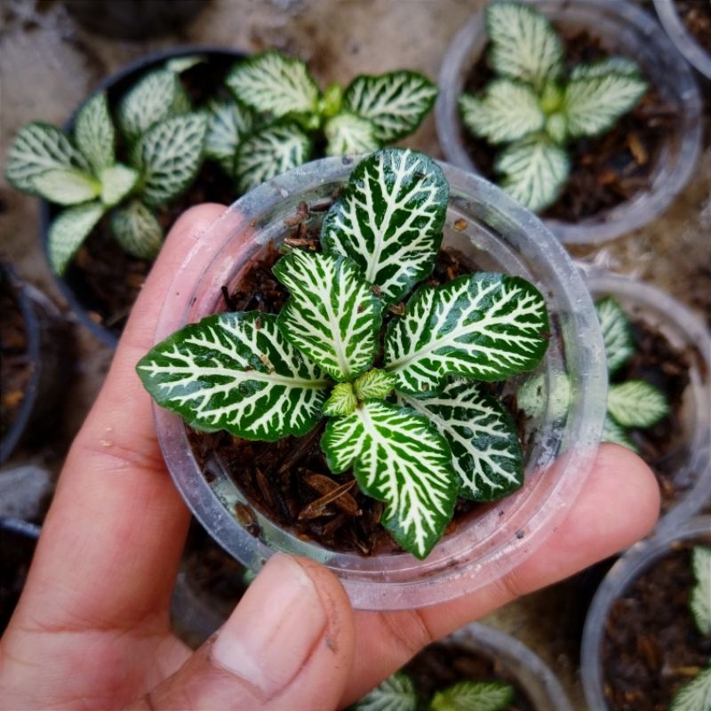 Jual Fitonia Fittonia Tanaman Paludarium Terarium dan Vivarium | Shopee ...