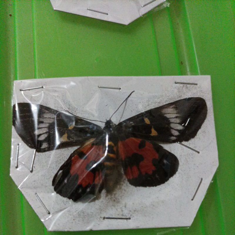 Jual taxydermi kupu gajah kecil /Rama rama /ngengat / moth ordo ...