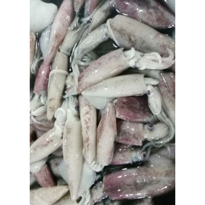 Jual Cumi Cumi Fresh | Shopee Indonesia