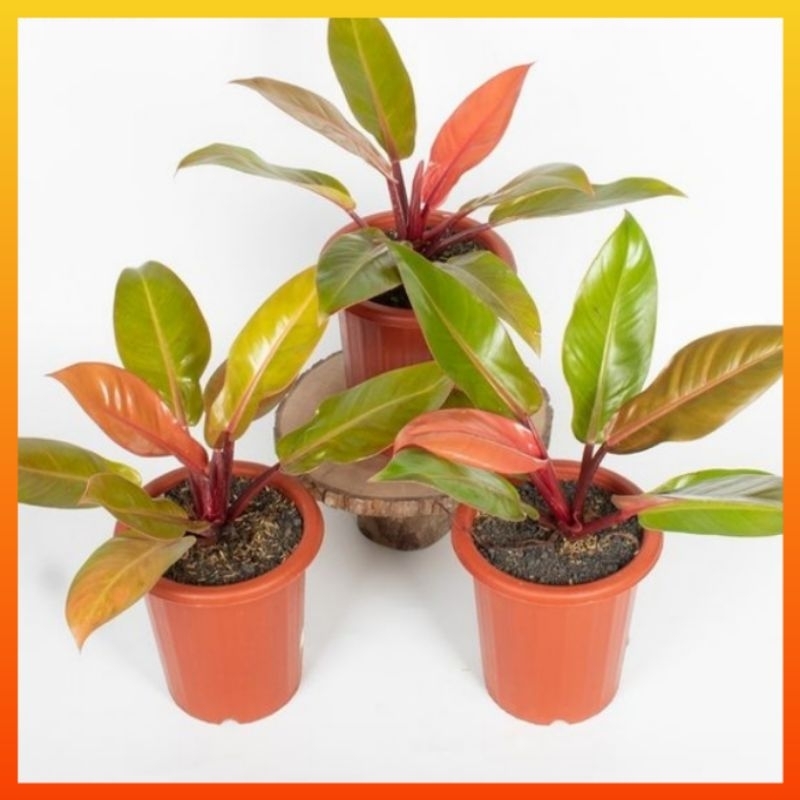 Jual Tanaman Hias Philodendron Orange Juice bunga Philo | Shopee Indonesia