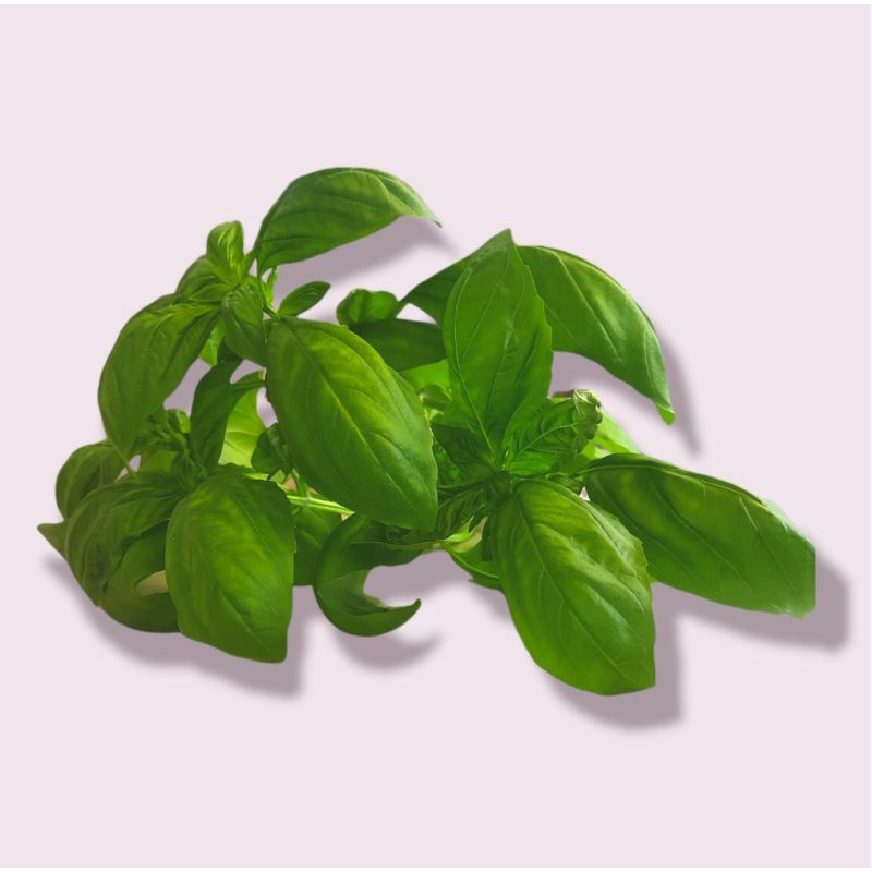 Jual Daun Basil itali Segar / Fresh Hidroponik per 100 gr | Shopee ...