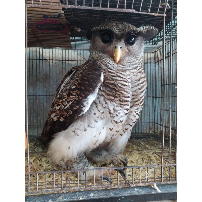 Jual burung bubo sumateranus owl | Shopee Indonesia
