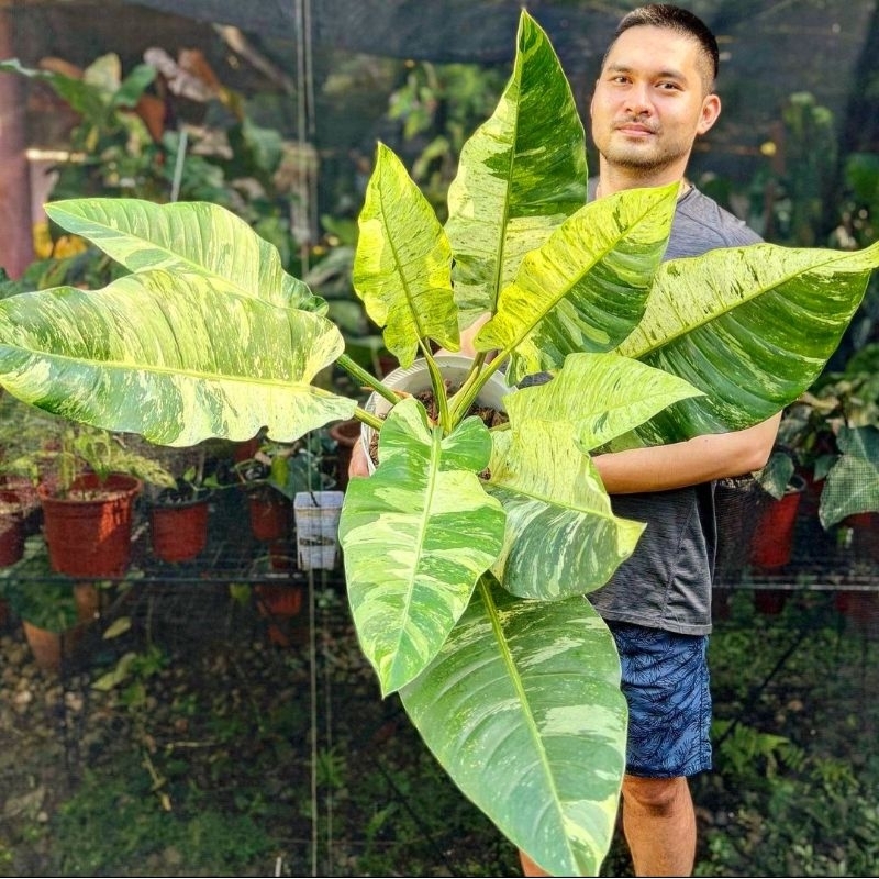 Jual Tanaman Hias Philodendron Orlando Albo Varigata / Tanaman hias ...