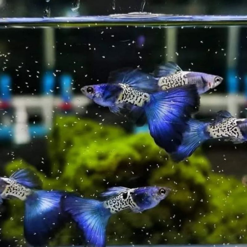 Jual ikan hias guppy MSSBT (metal snake skin blue tail)hiasan aquarium,kolam dan aquascape ...