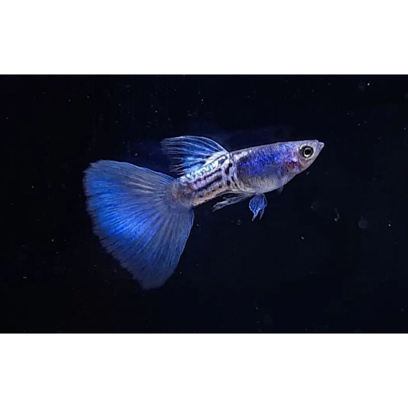 Jual ikan hias guppy MSSBT (metal snake skin blue tail)hiasan aquarium,kolam dan aquascape ...