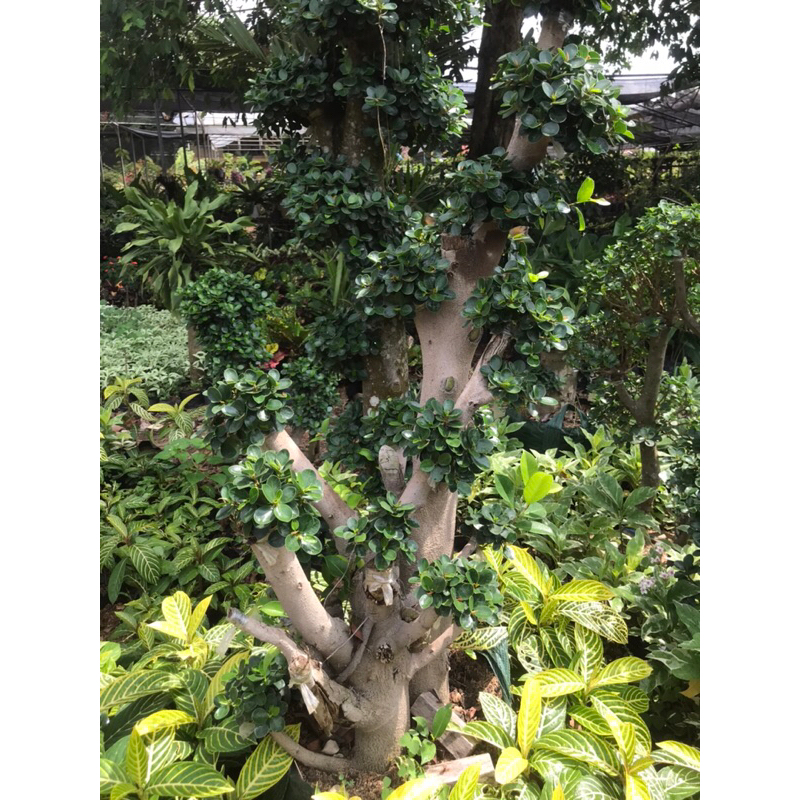 Jual Bonsai Beringin Dollar Taman | Shopee Indonesia