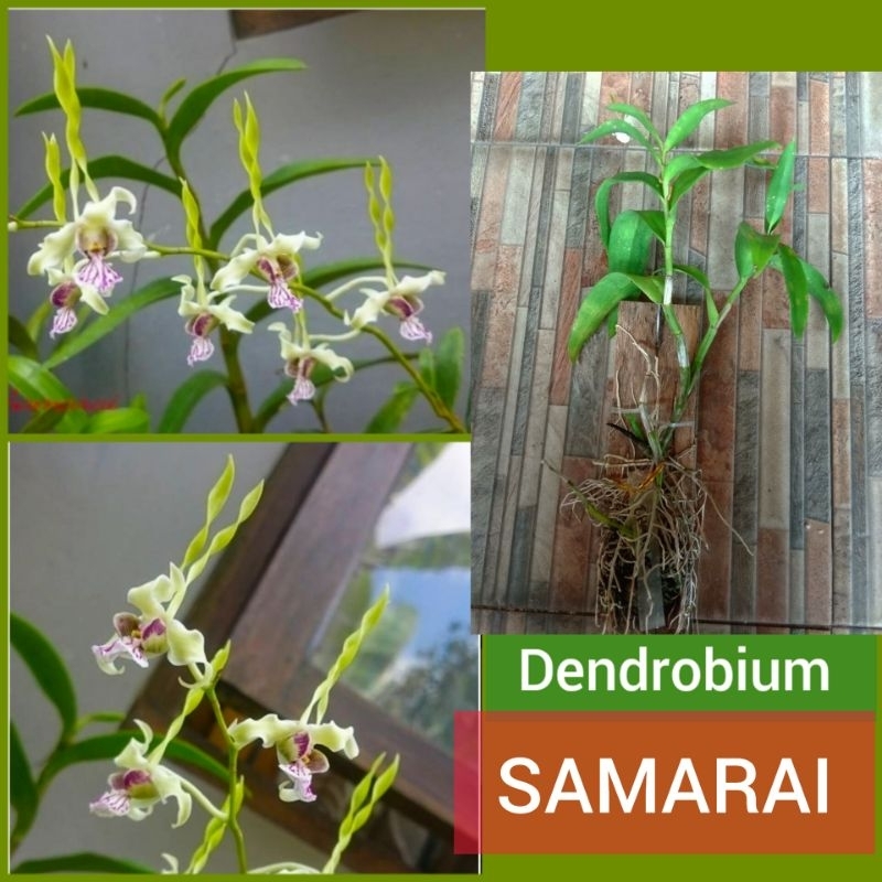 Jual Anggrek Spike (berbunga) Dendrobium Samarai | Shopee Indonesia