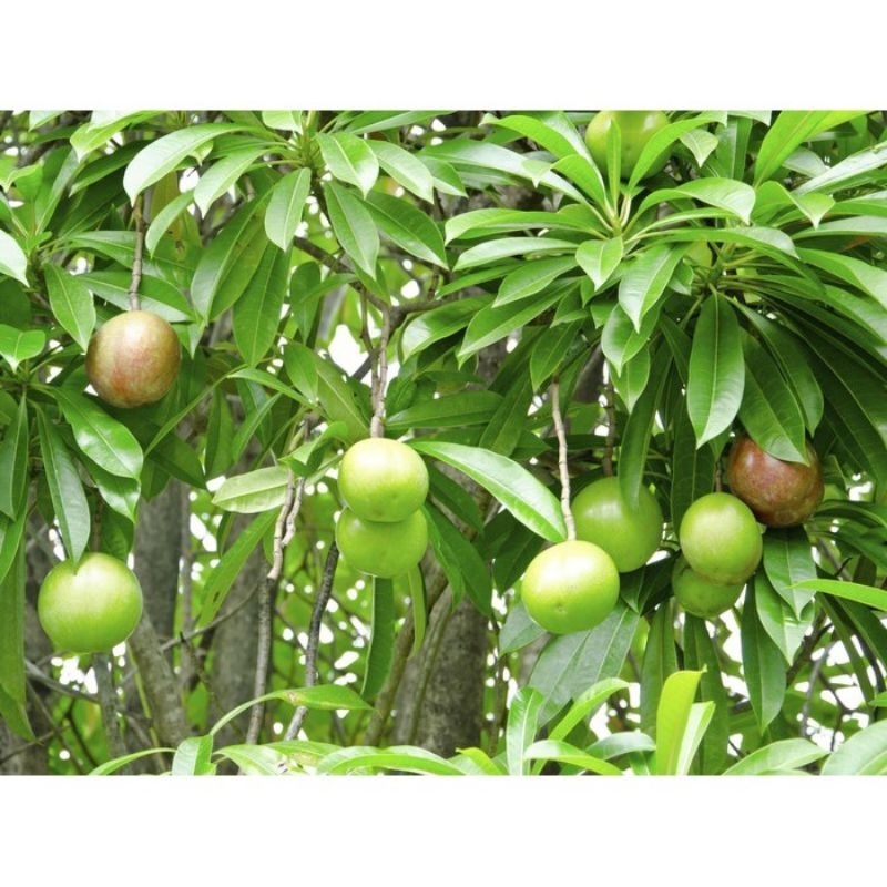Jual Buah Bintaro Segar 1 Kg | Shopee Indonesia