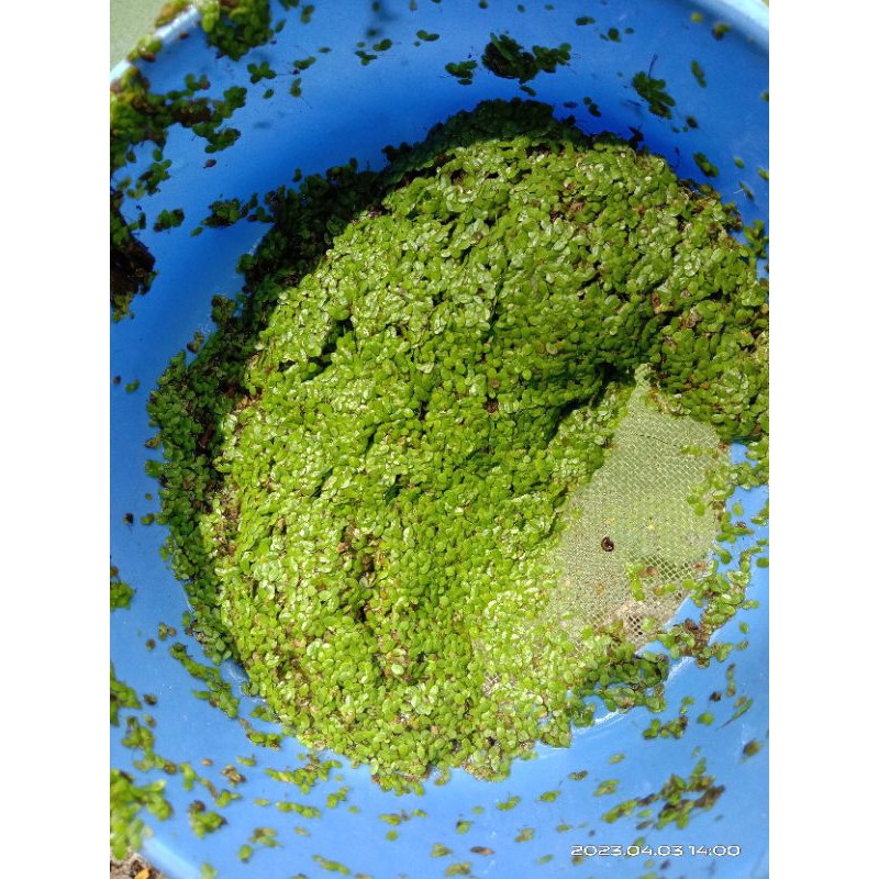 Jual TANAMAN AQUASCAPE~LEMNA MINOR~MATA LELE~DUCKWEED~HIASAN KOLAM~100 ...