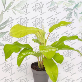 Produk Versailles Official | Shopee Indonesia