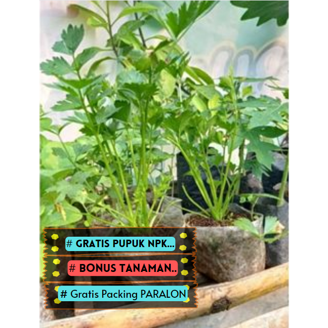 Jual Bibit Rempah Dapur Daun Sledri / Daun Sop ASLI Kaya Akan Manfaat ...