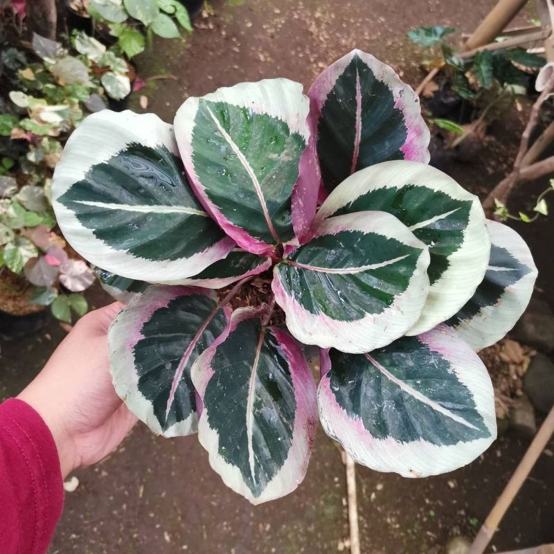 Jual Tanaman hias - tanaman calathea sintia - calathea chyntia ...