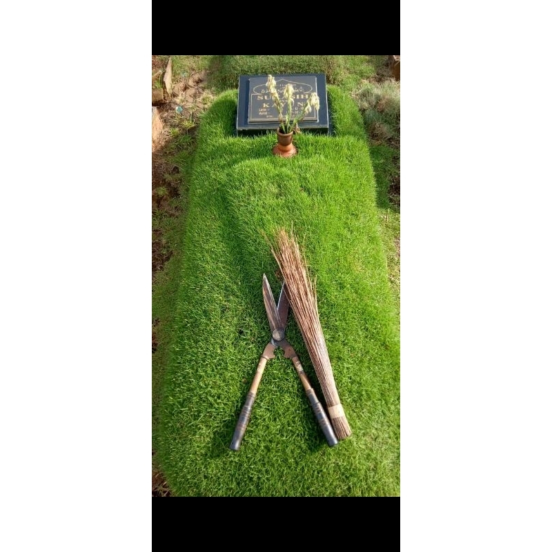 Jual RUMPUT JEPANG PENGHIAS MAKAM-RUMPUT PEKING-RUMPUT HIAS | Shopee ...