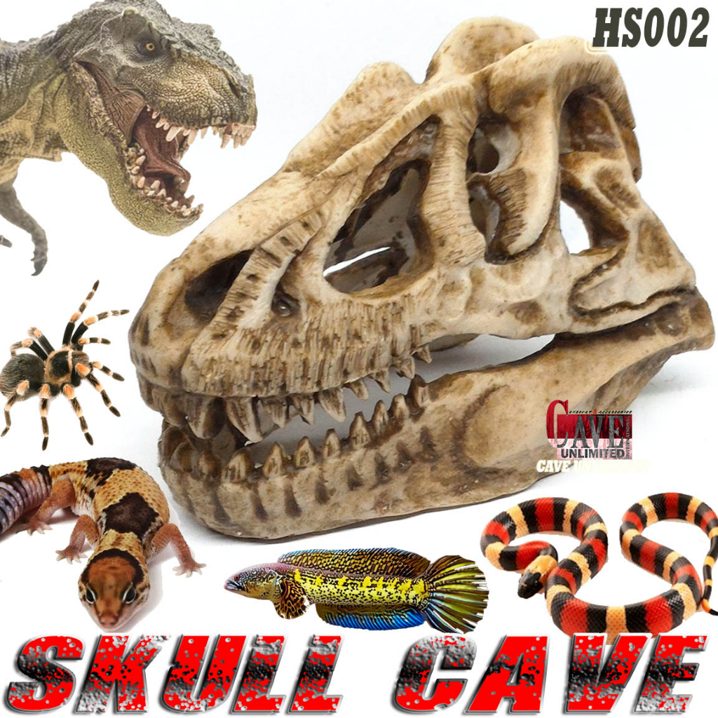 Jual HS002 HIDING SKULL FOSIL TYRANNOSAURUS T-REX TENGKORAK KERANGKA ...
