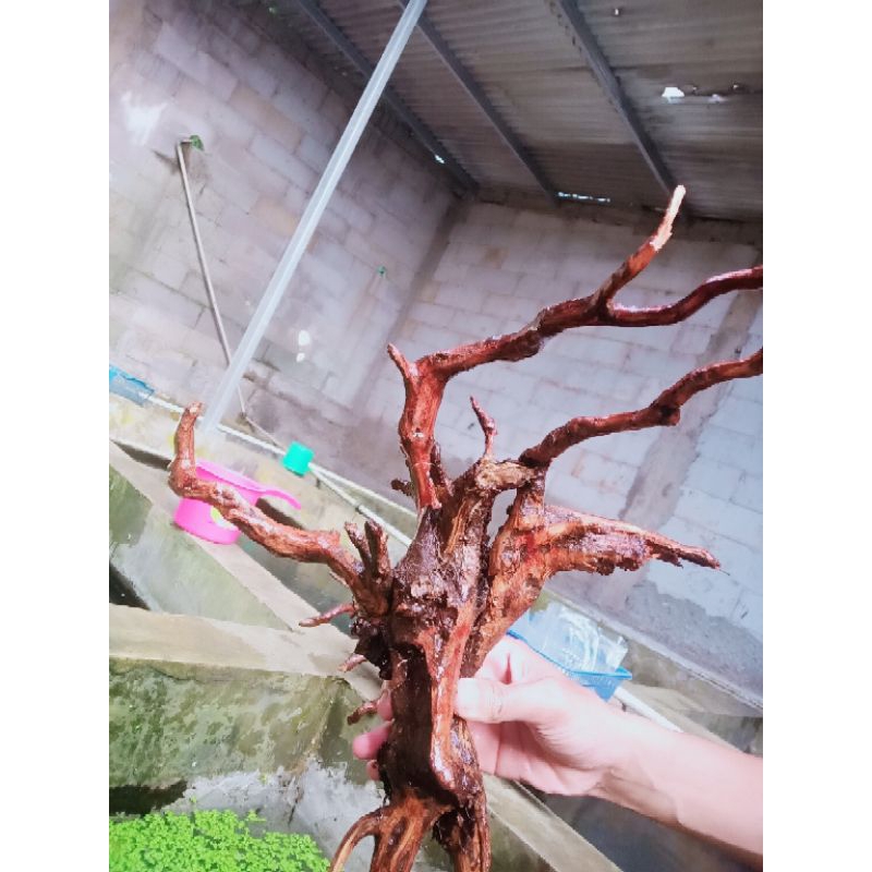 Jual akar Rasamala ukuran ( M ) kayu rasamala grade A | Shopee Indonesia