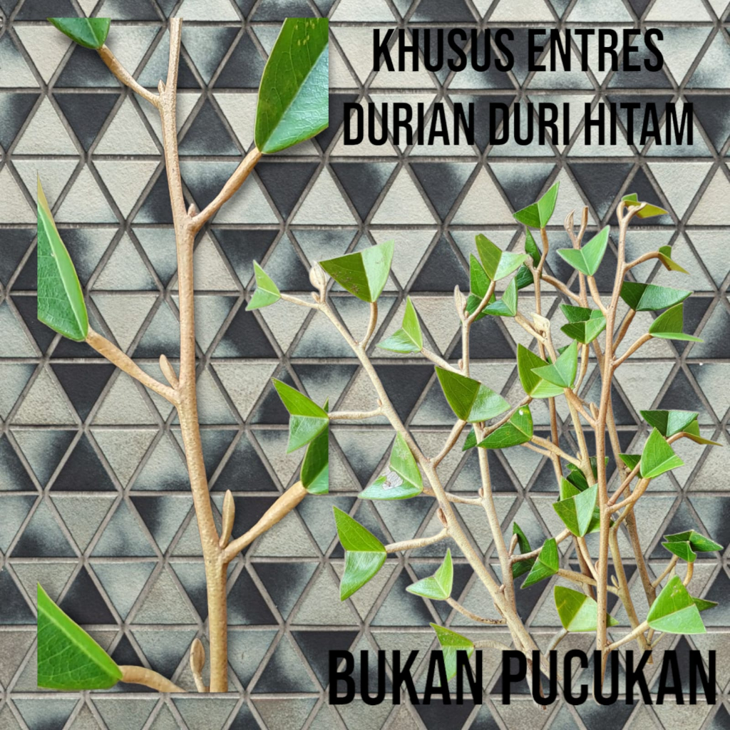 Jual ( KHUSUS ) 5 PCS ENTRES DURIAN DURI HITAM SUPER MATA TUNAS ( BUKAN ...