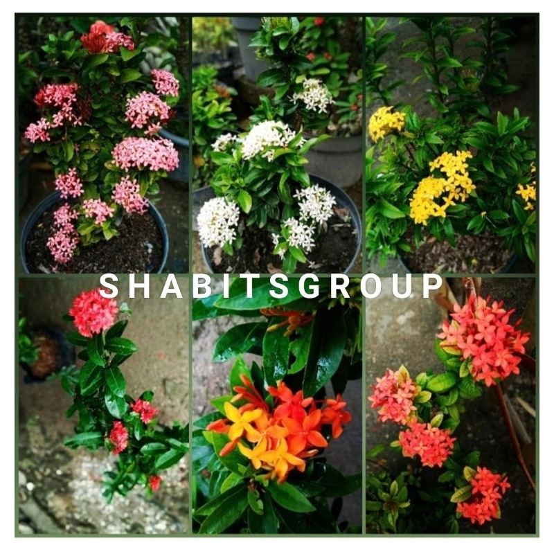 Jual BISA COD promo !! tanaman bunga Asoka paket 6 jenis tanaman soka 6 ...