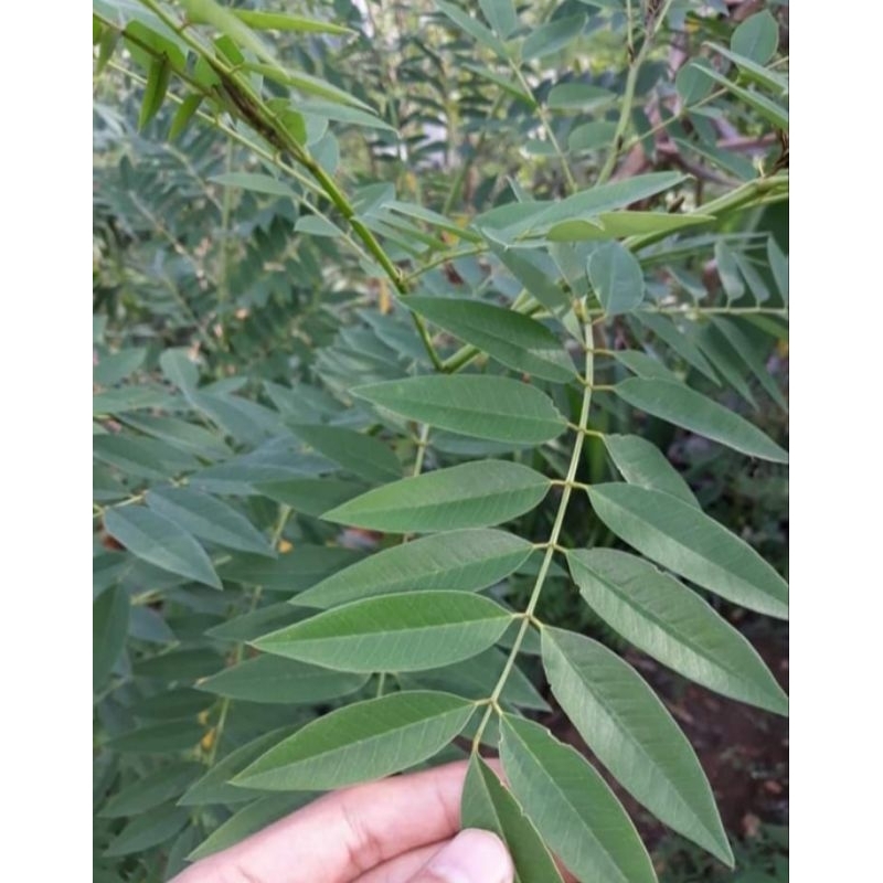 Jual benih indigofera 150 gram | Shopee Indonesia
