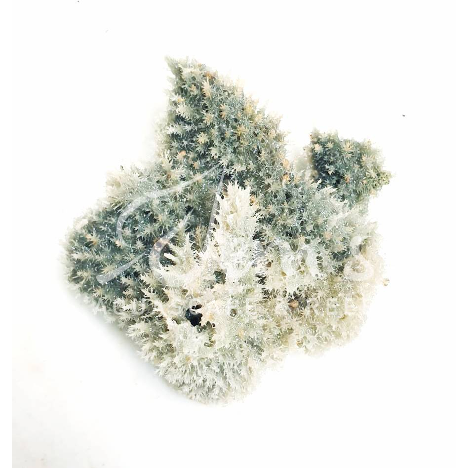 Jual Tanaman Laut Spon Nanas Biru (Marine Blue Spiky Ball Sponge ...