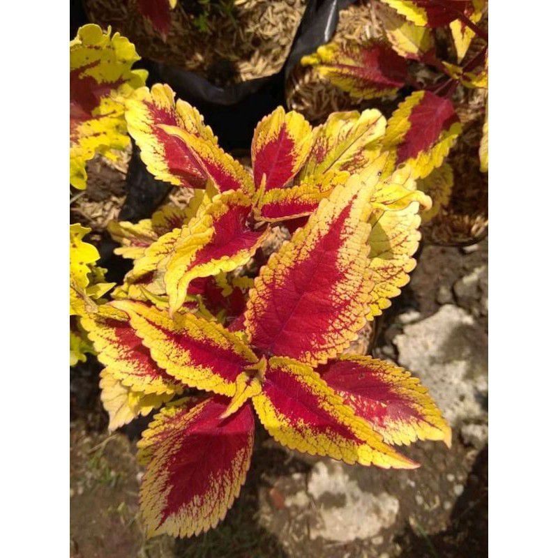 Jual Tanaman Hias Miana Yellow Flame | Shopee Indonesia