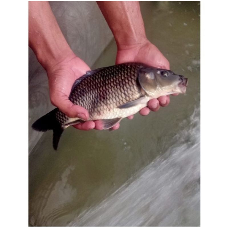 Jual Ikan Mas Beku Frozen 1Kg | Shopee Indonesia