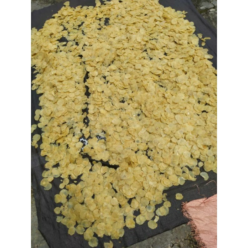 Jual EMPING BLINJO MENTAH 5KG ORIGINAL ASLI LIMPUNG | Shopee Indonesia