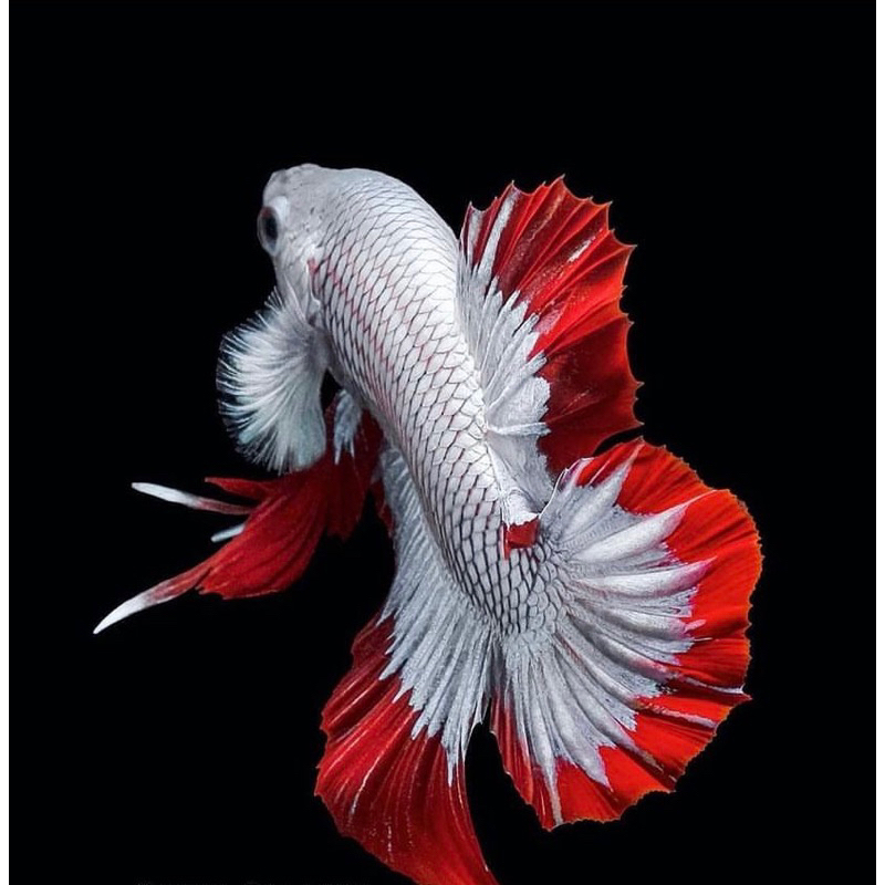 Jual cupang red dragon ekor merah, warna putih bersih, pilihan paling ...